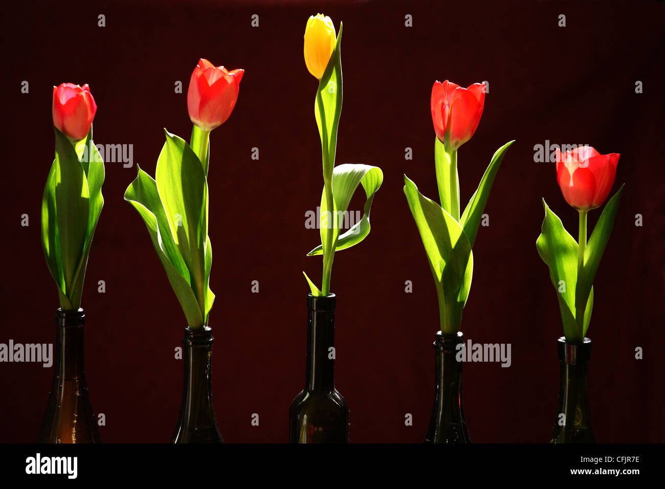Five tulips red yellow hi-res stock photography and images - Alamy