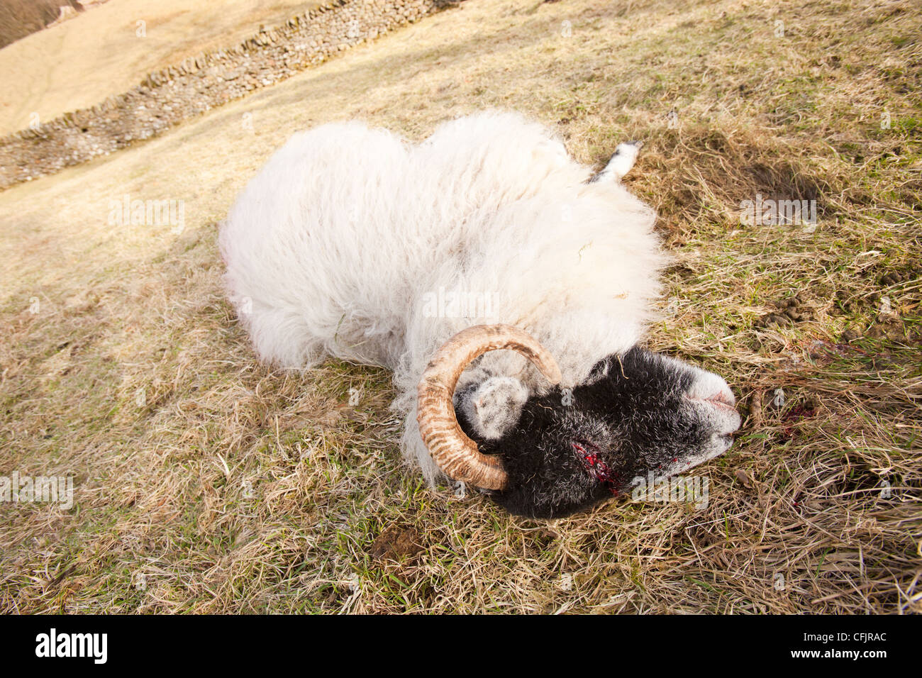Crow and sheep hi-res stock photography and images - Alamy