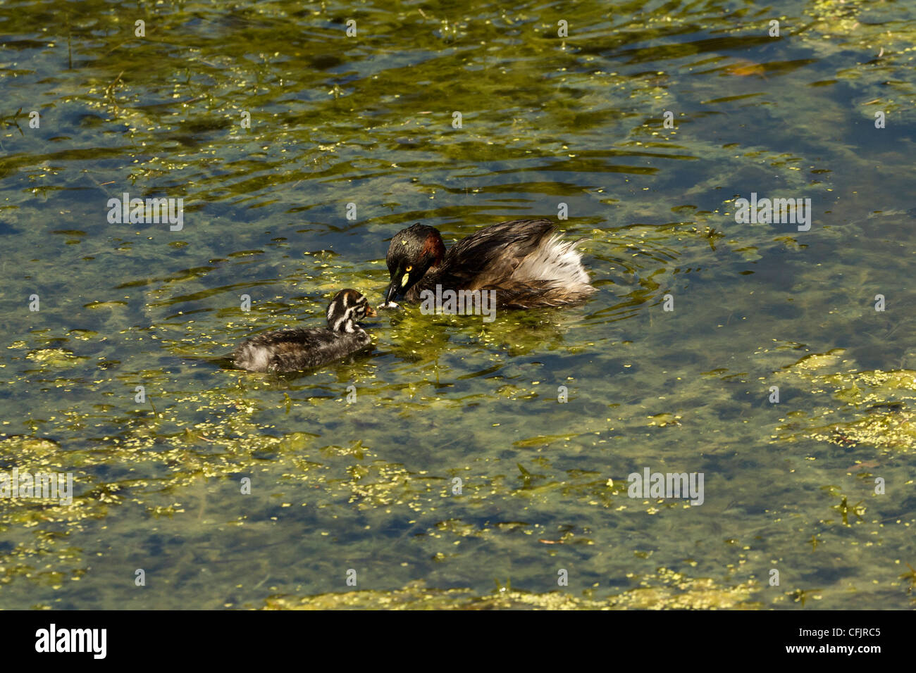Australian Grebe. Tachybaptus novaehollandiae Stock Photo - Alamy