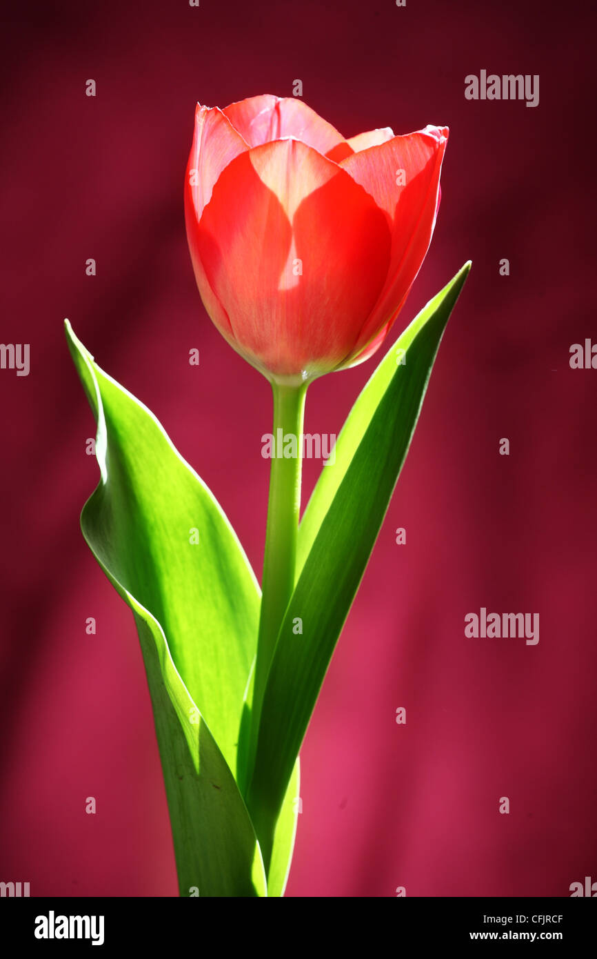 Red tulip isolated on violet background Stock Photo - Alamy