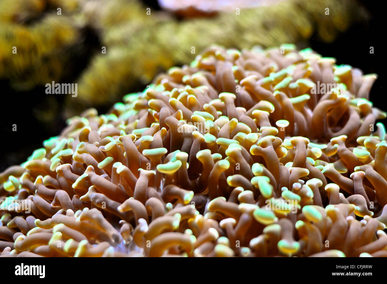 Closeup of the tentacles of a sea anemone Stock Photo - Alamy