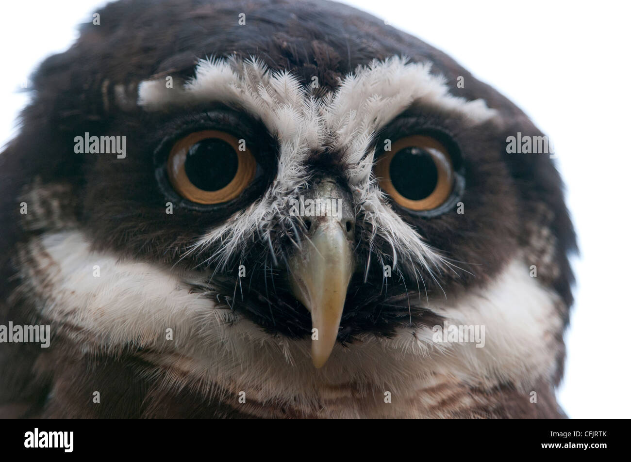 Spectacled owl hi-res stock photography and images - Alamy