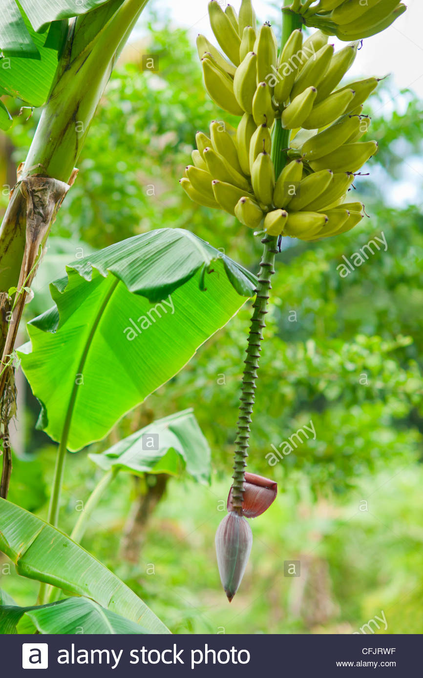 Bananas Tree Stock Photos & Bananas Tree Stock Images - Alamy