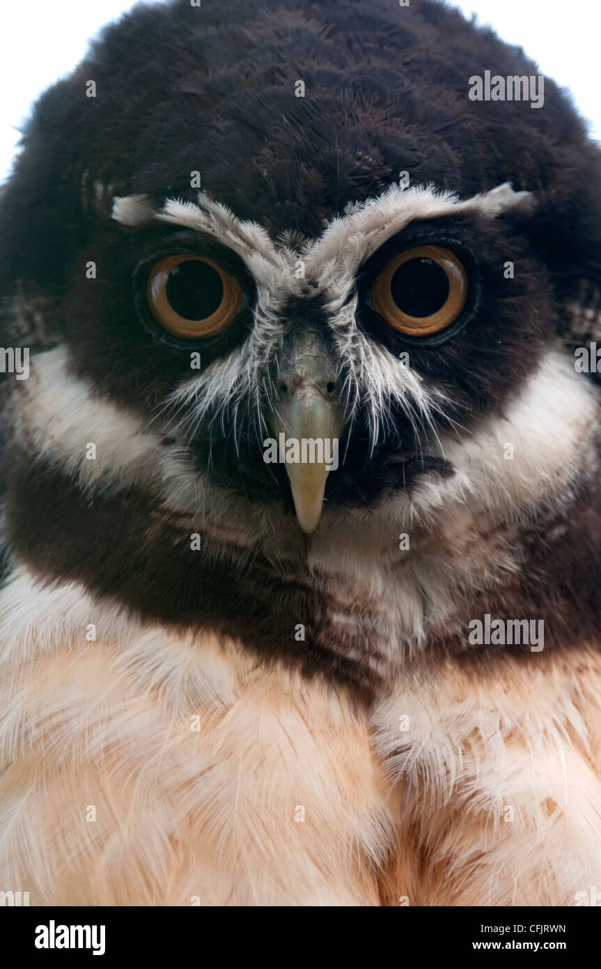 Spectacled owl hi-res stock photography and images - Alamy