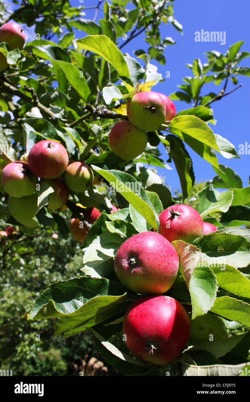 Fresh red apples tree with green leaves Stock Photo - Alamy