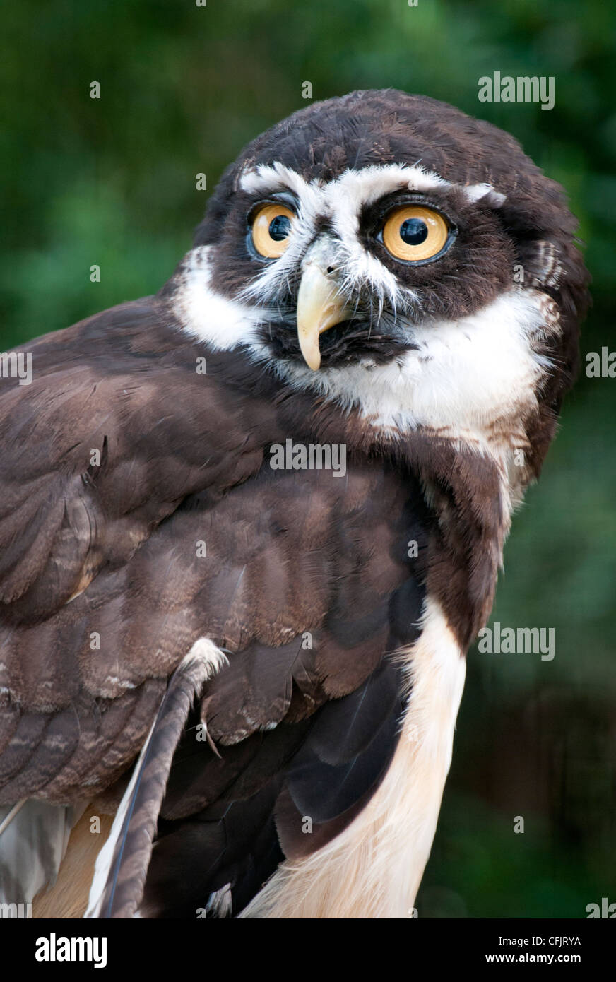 Spectacled owl hi-res stock photography and images - Alamy