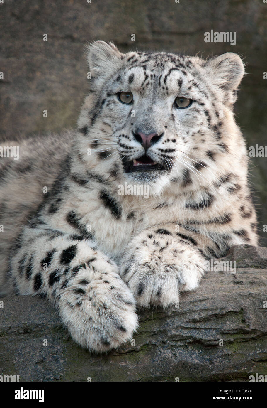Snow leopard uncia uncia tree hi-res stock photography and images - Alamy
