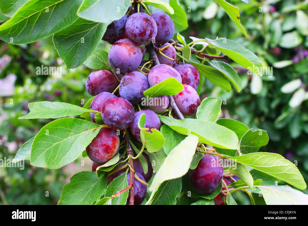 Fresh plums tree with green leaves Stock Photo - Alamy