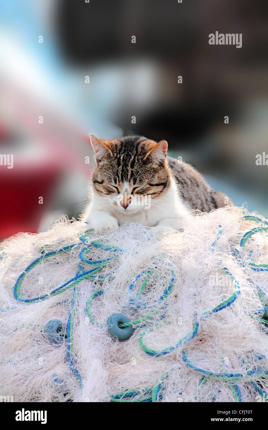 Cat on fishing net hi-res stock photography and images - Alamy
