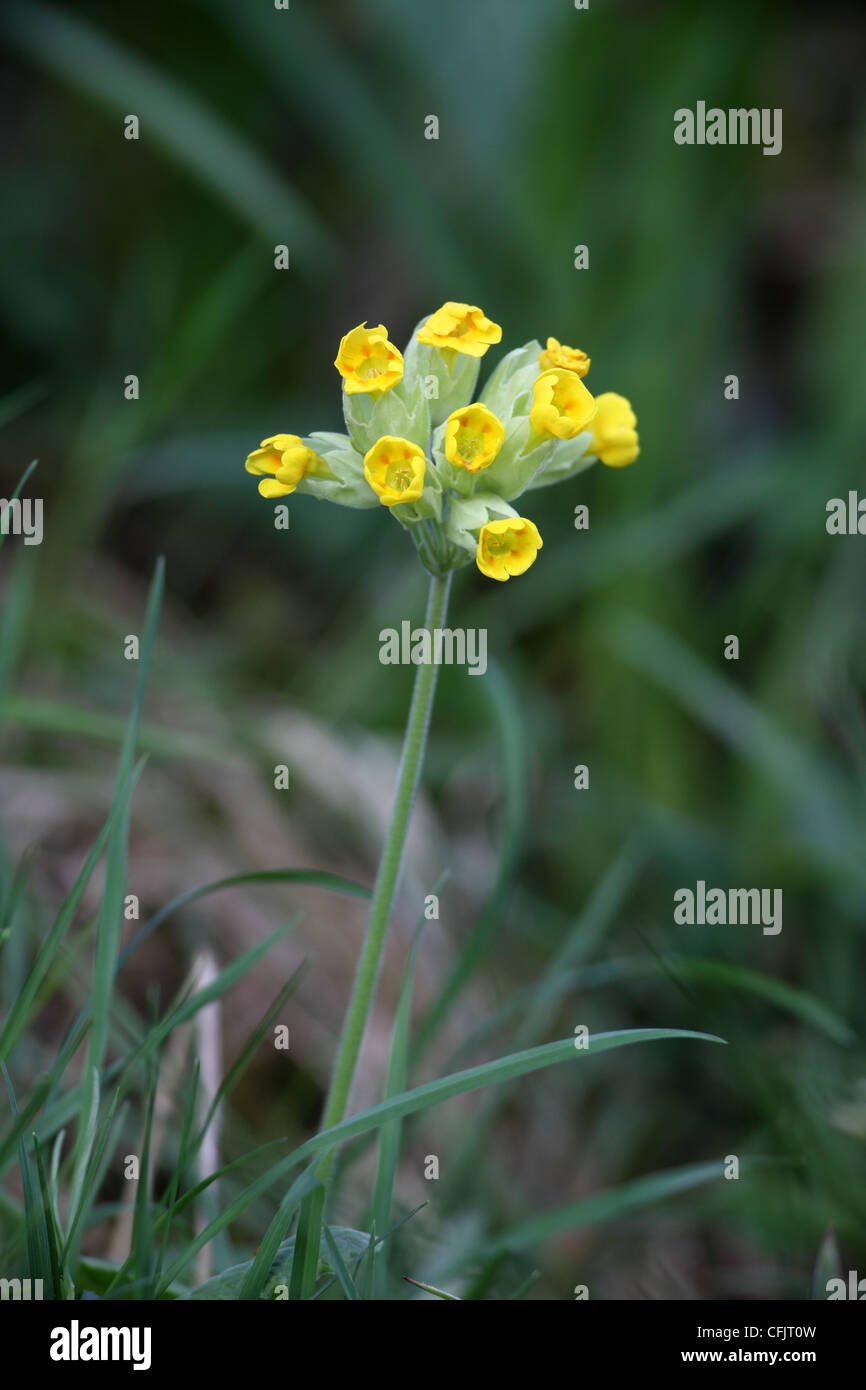 Cowslip Primula veris Flower Upper Teesdale County Durham UK Stock ...
