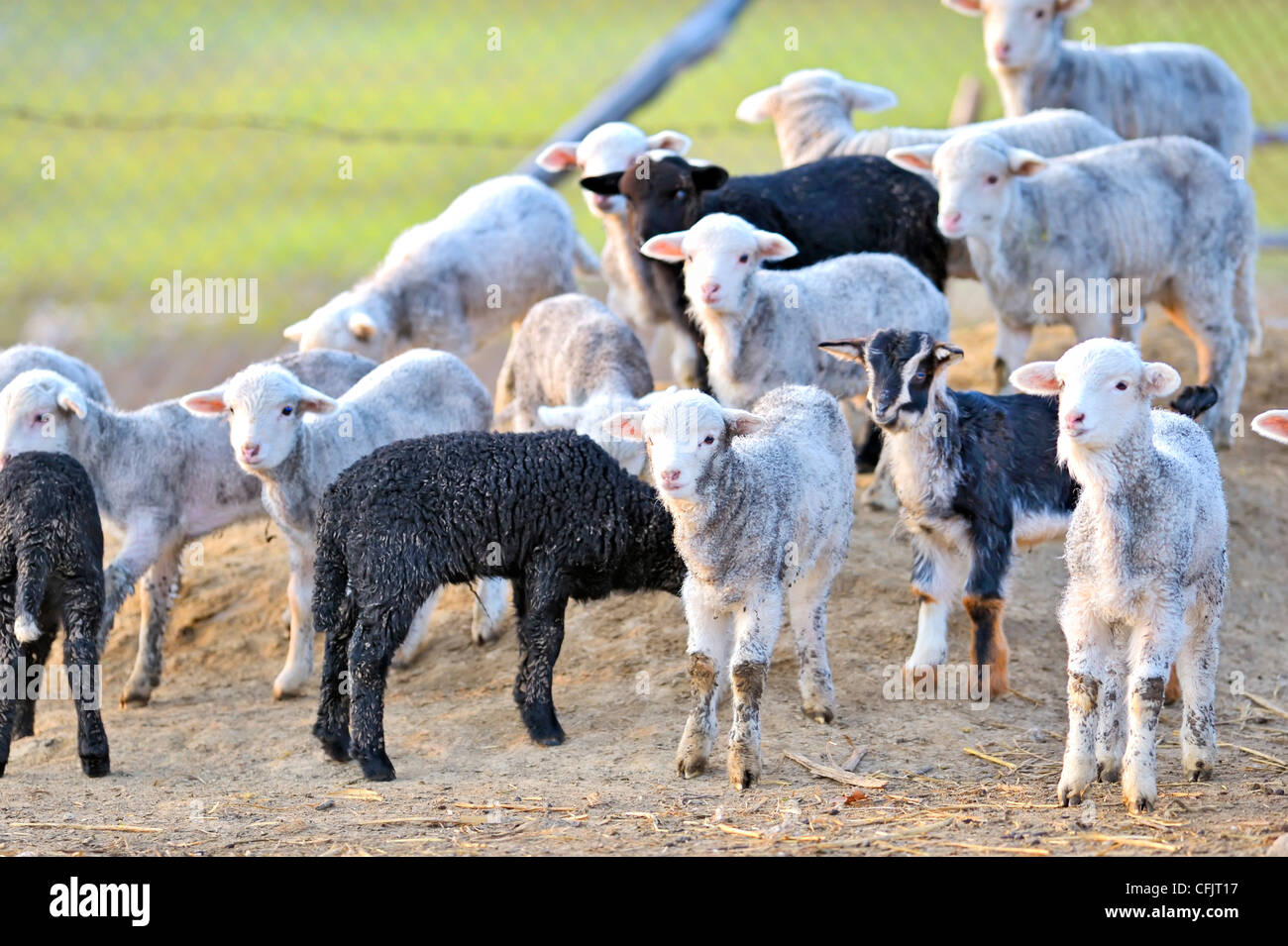 cute little lambs Stock Photo - Alamy