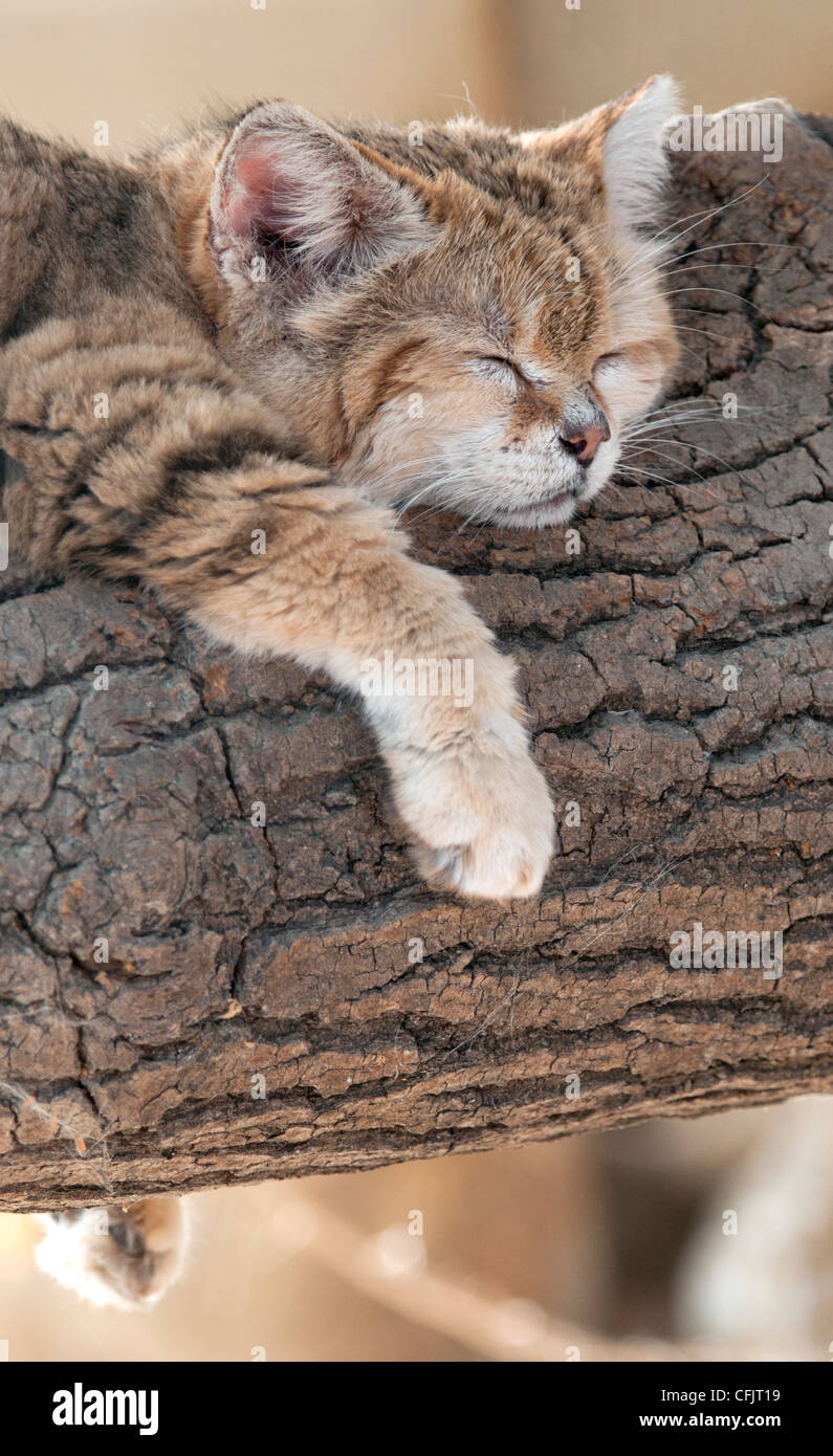 Male Arabian sand cat sleeping on tree Stock Photo - Alamy