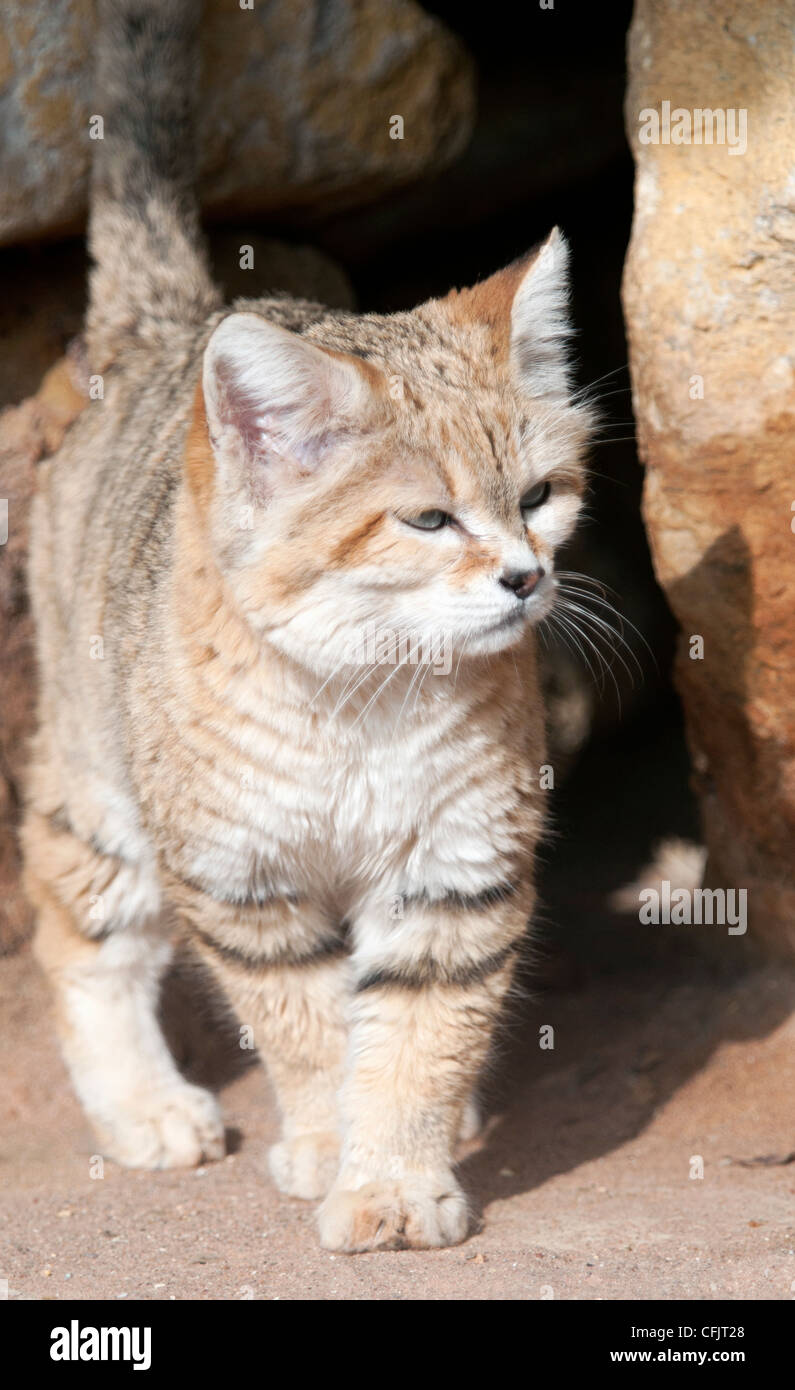 Male Arabian sand cat Stock Photo - Alamy