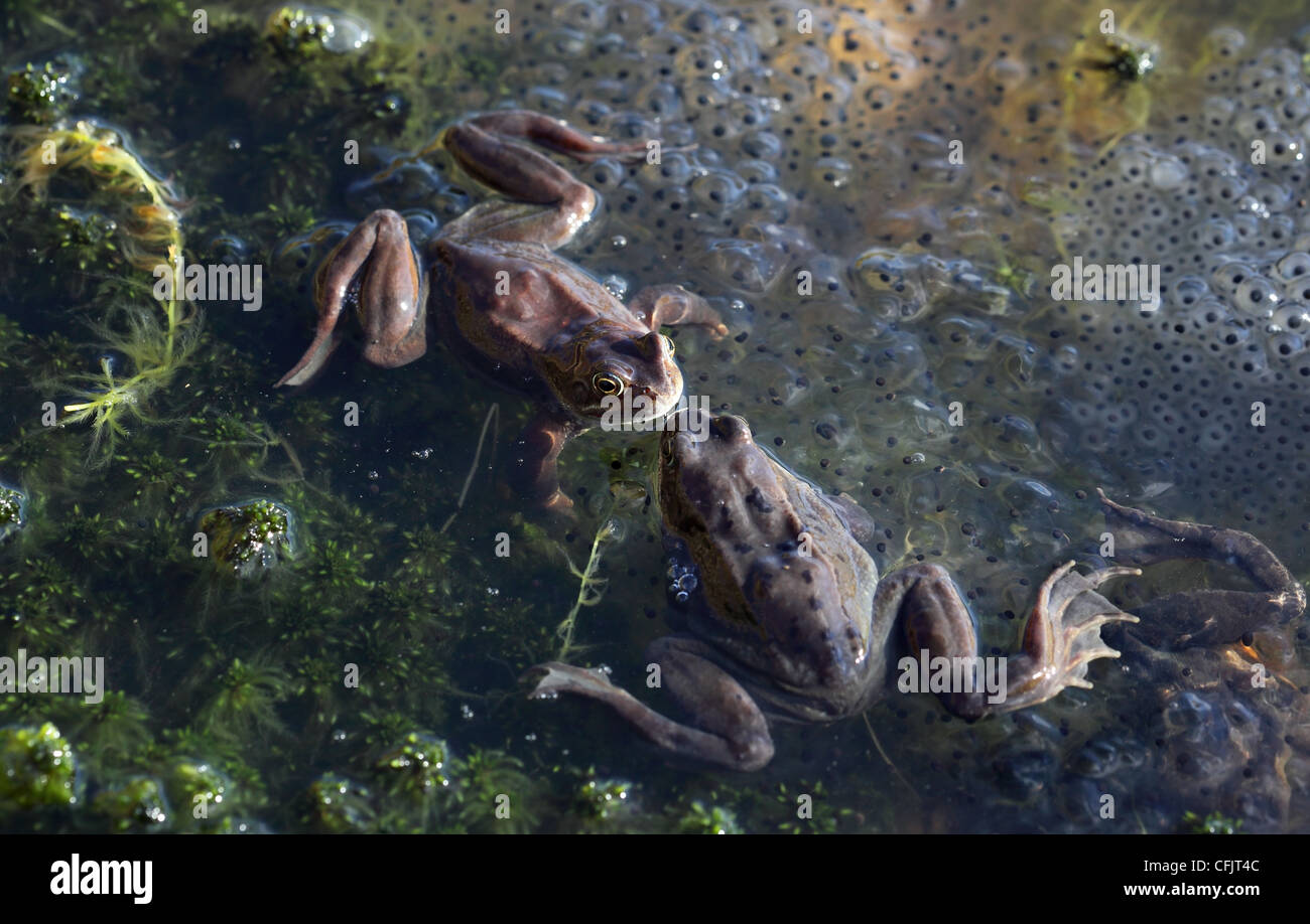 Frogspawn hi-res stock photography and images - Alamy