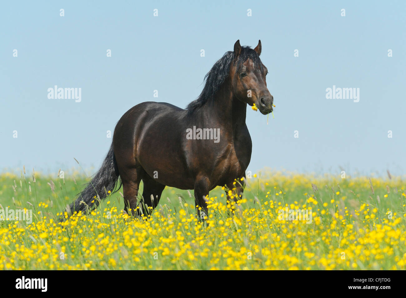 Welsh pony stallion (section C) in the field Stock Photo - Alamy