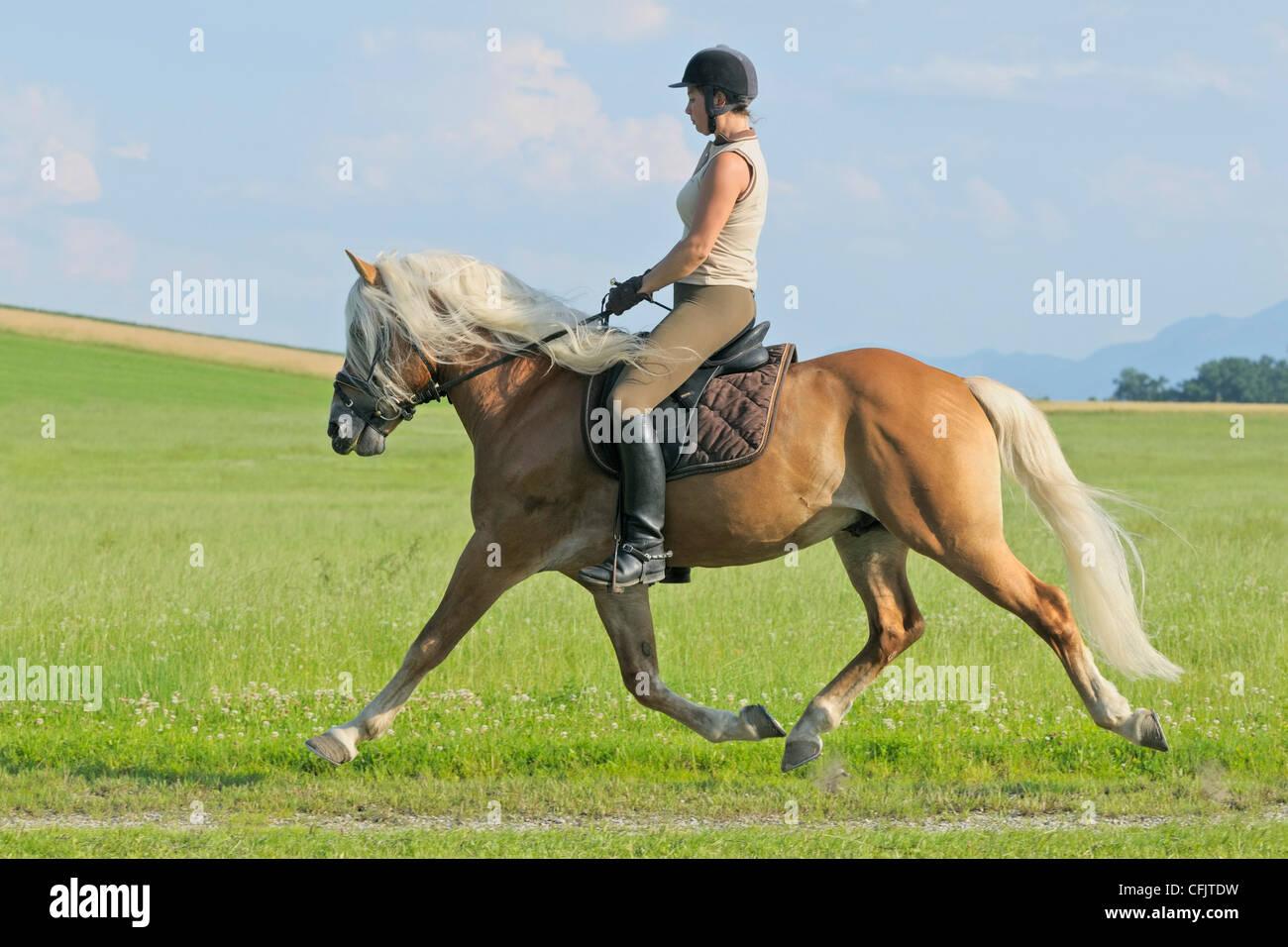 Haflinger stallion hi-res stock photography and images - Alamy