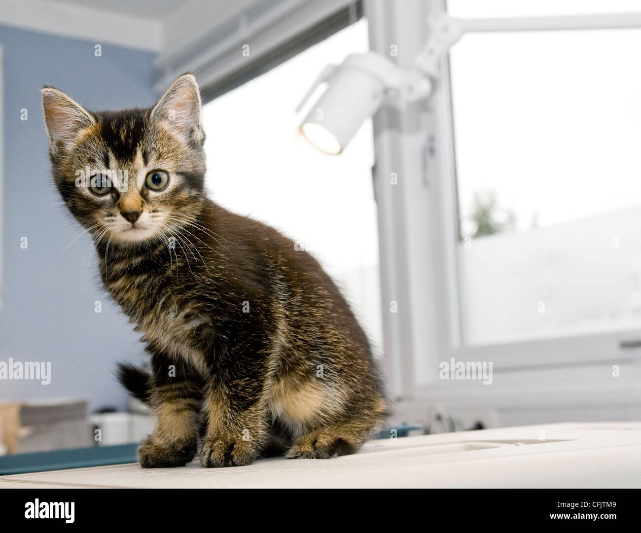 Kitten at the vet Stock Photo - Alamy