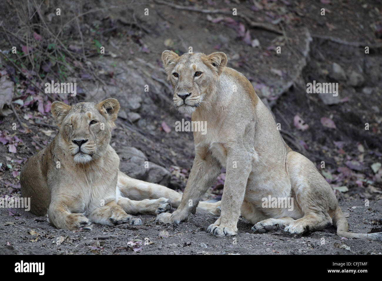 Two female asiatic lions at Gir National park Stock Photo - Alamy