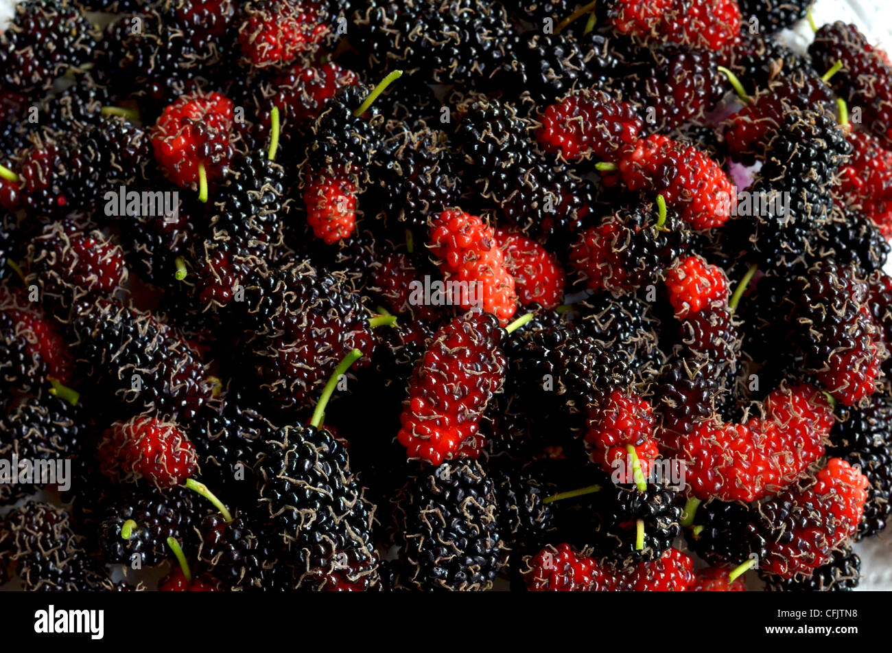 background texture of fresh mulberries Stock Photo - Alamy