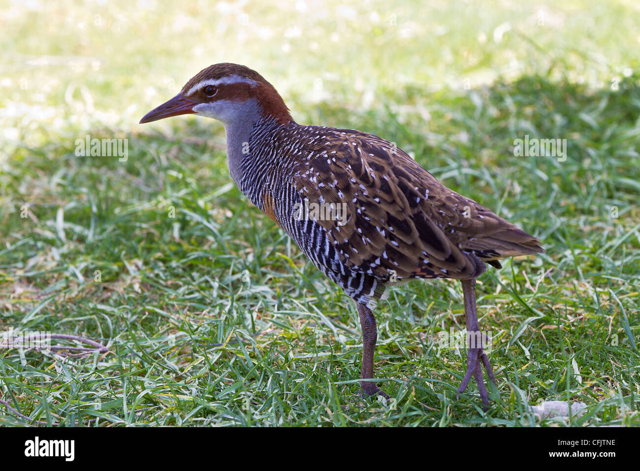 Philippensis hi-res stock photography and images - Alamy