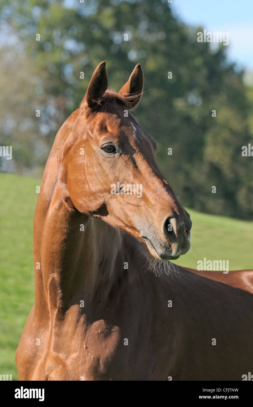 Hanoverian breed horse Stock Photo - Alamy