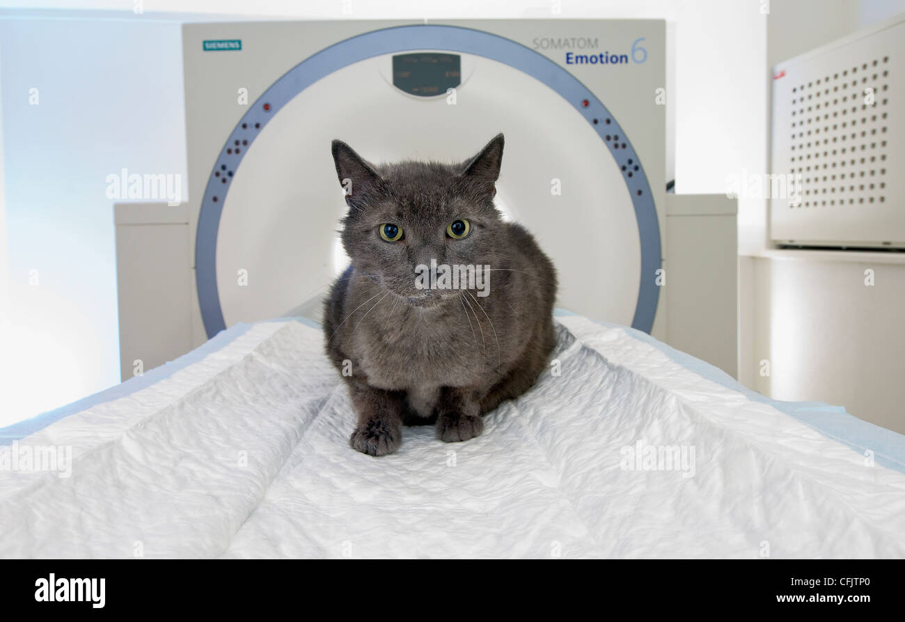Cat at veterinary, being treated for cancer Stock Photo - Alamy