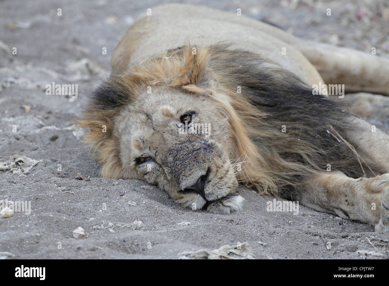 Male asiatic lion at Gir National park Stock Photo - Alamy