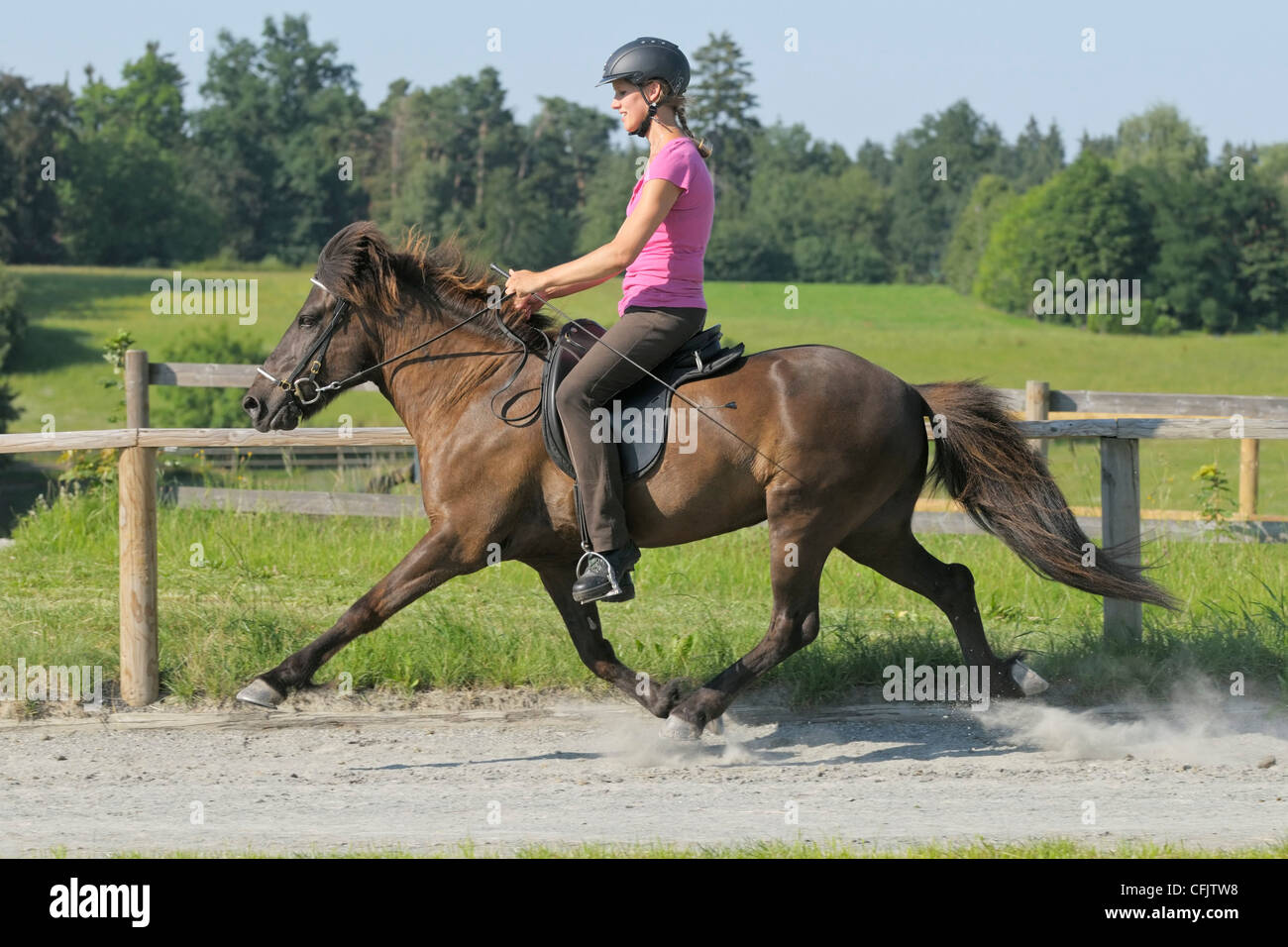 Icelandic horse flying pace hi-res stock photography and images - Alamy