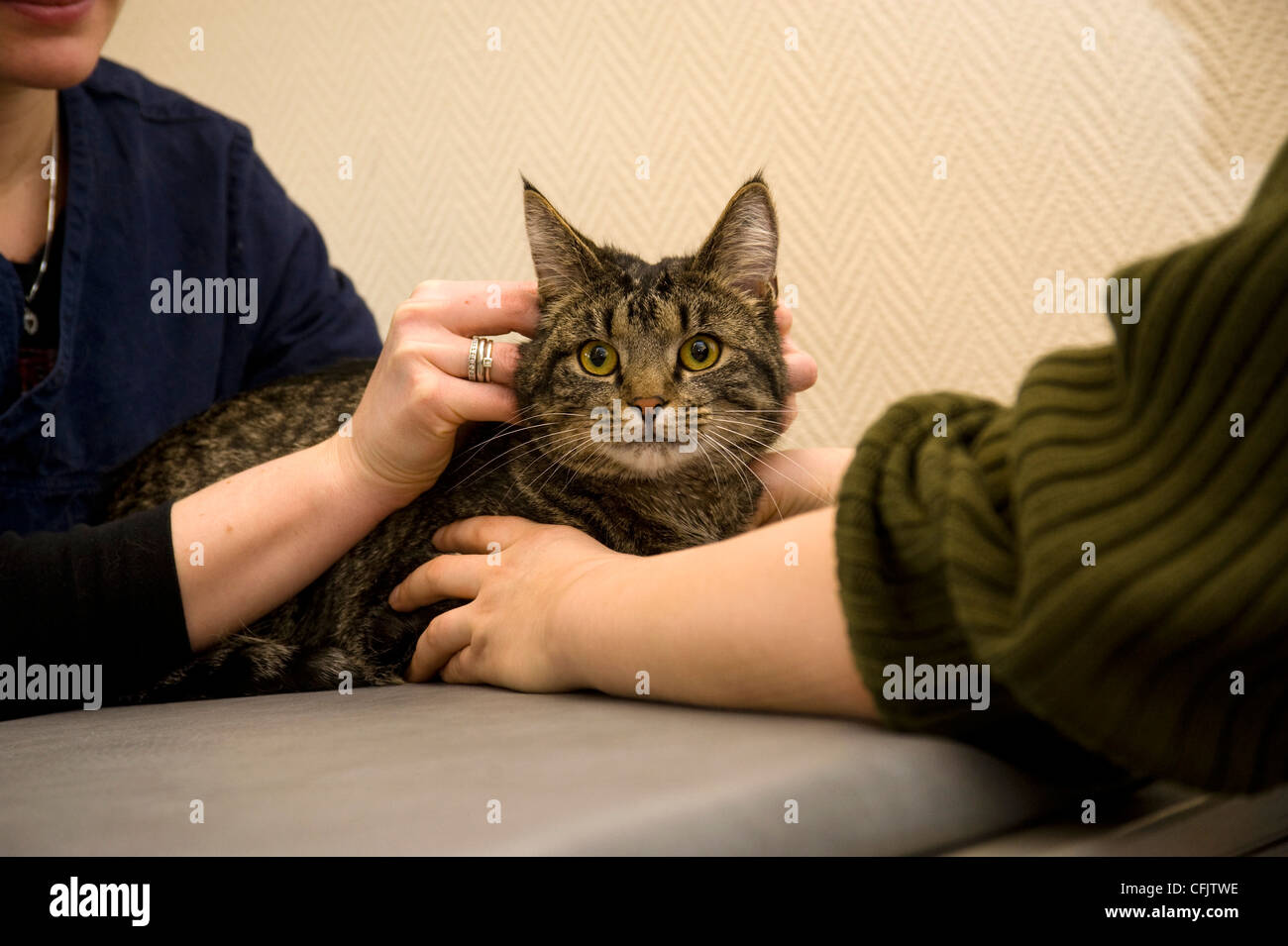 Cat at the vet Stock Photo - Alamy