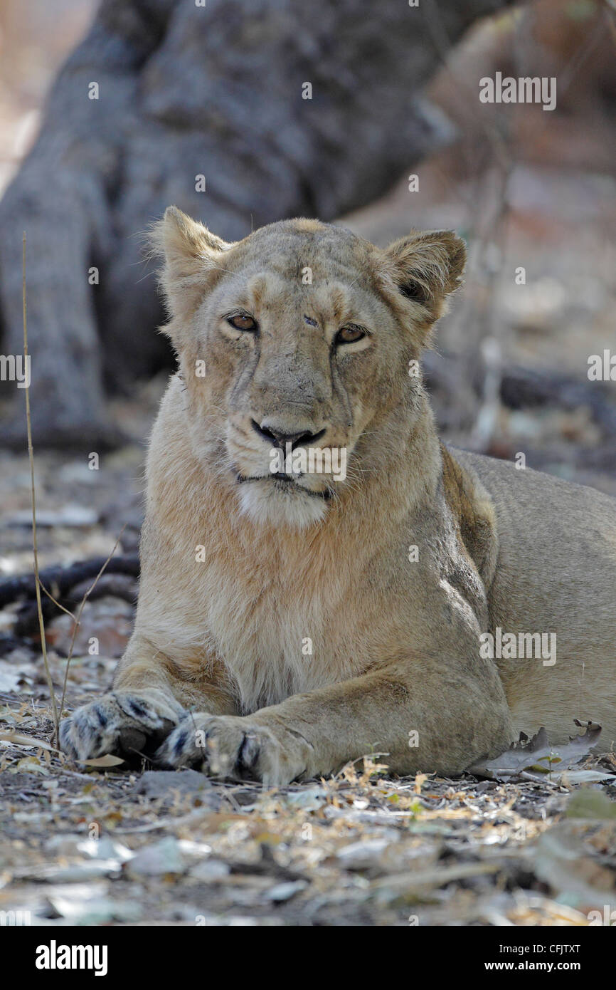 Asiatic lion gir hi-res stock photography and images - Alamy