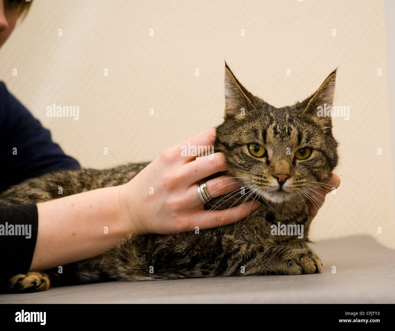 Cat at the vet Stock Photo - Alamy