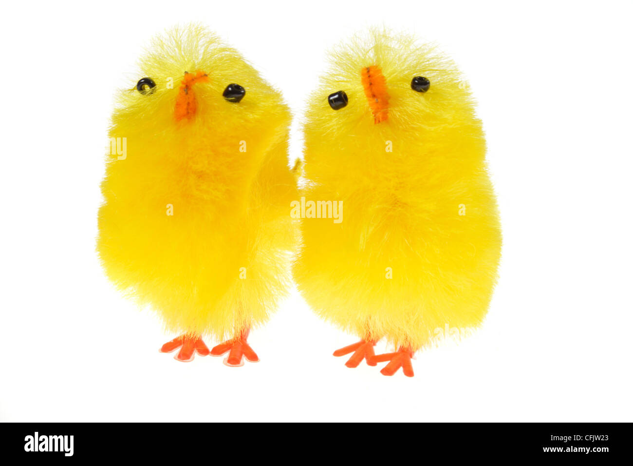 yellow chicklings photo on the white background Stock Photo - Alamy