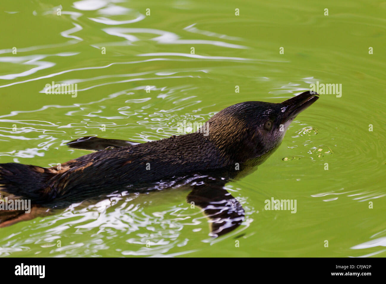 Little Penguin. Eudyptula minor Stock Photo - Alamy