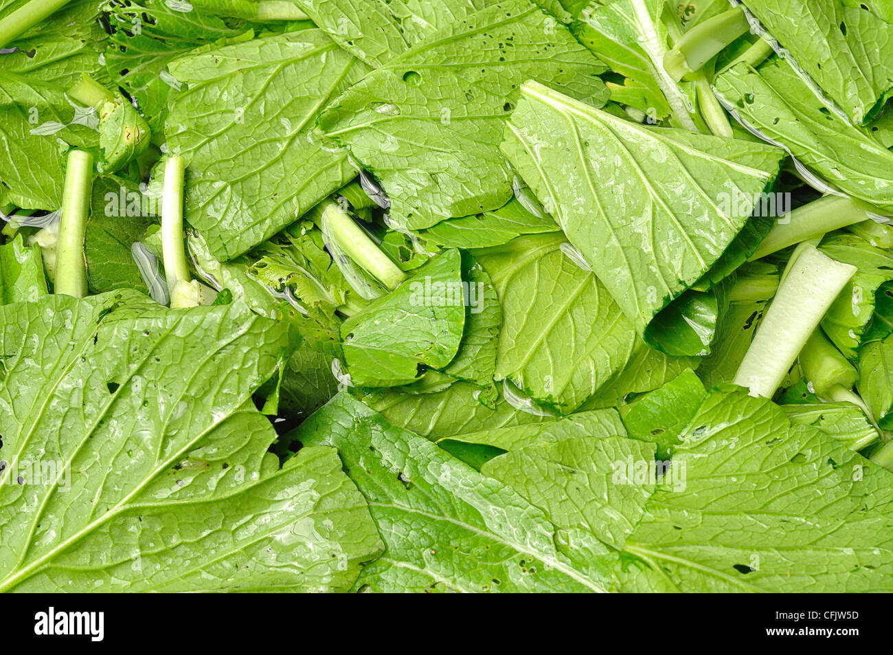 Chinese cabbage washing for food preparation Stock Photo - Alamy