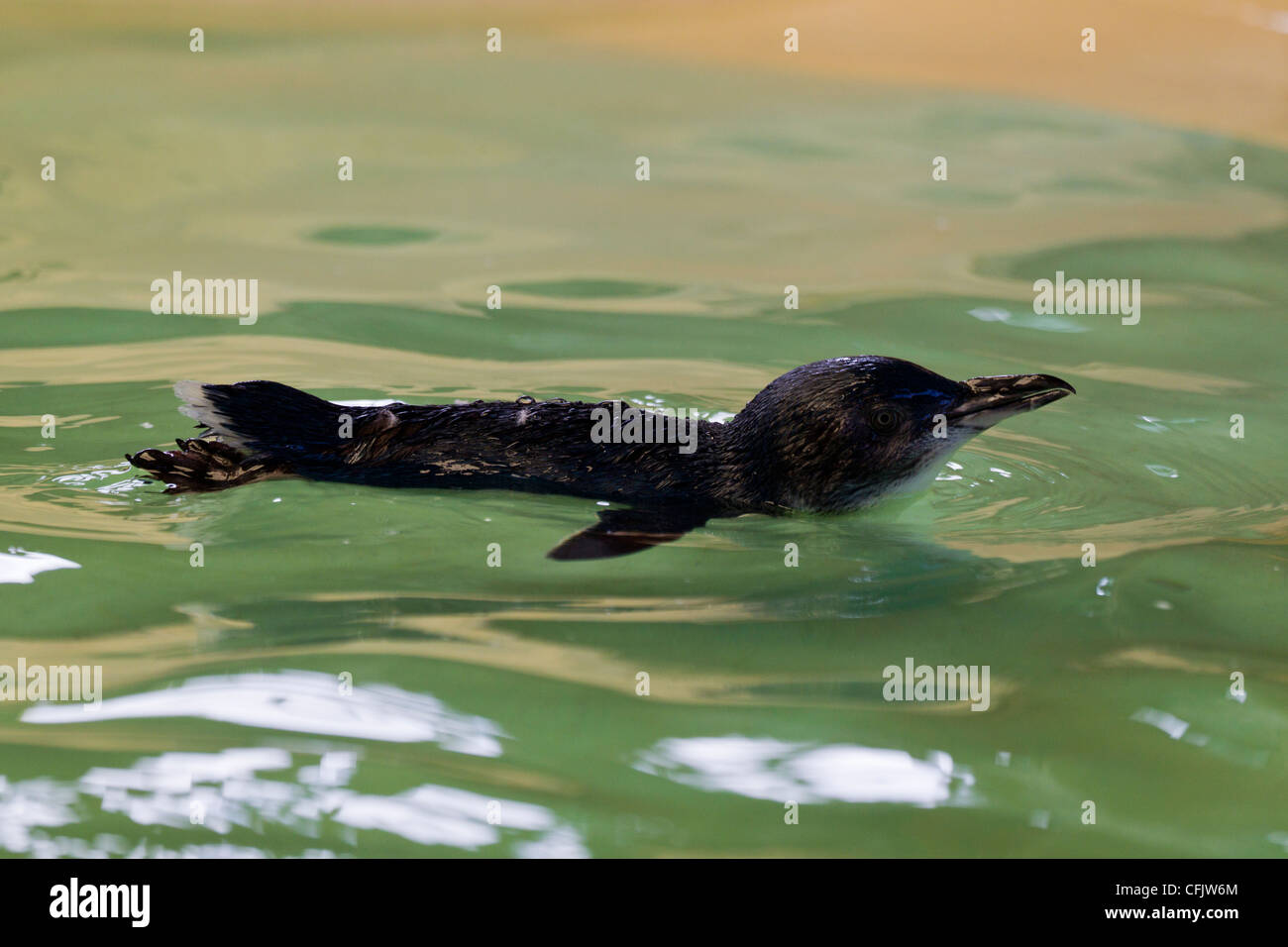 Little Penguin. Eudyptula minor Stock Photo - Alamy