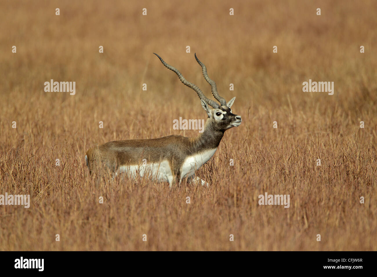 Blackbuck hi-res stock photography and images - Alamy