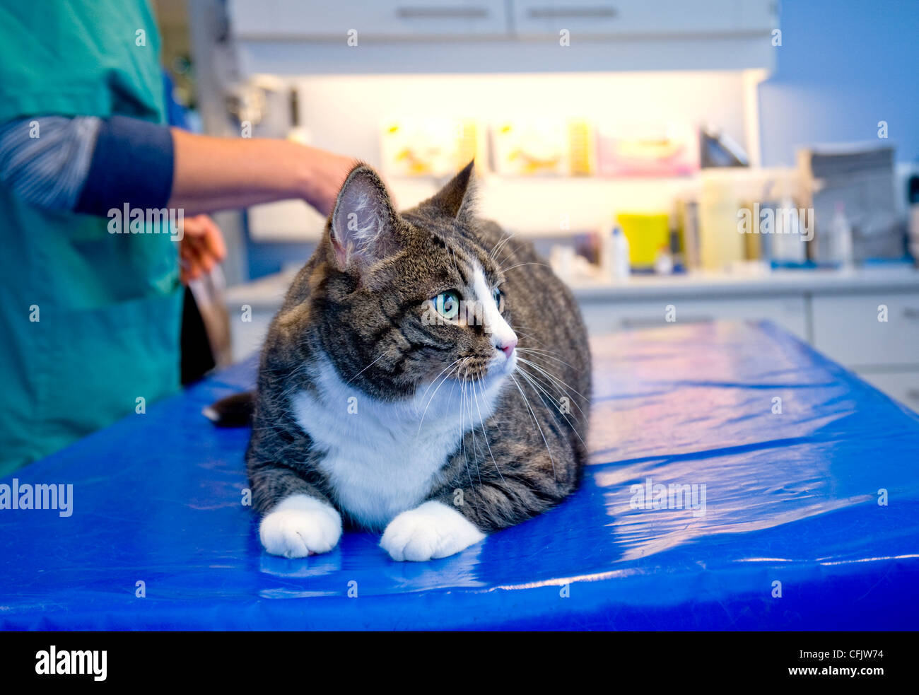 Domestic cat at the vet Stock Photo - Alamy