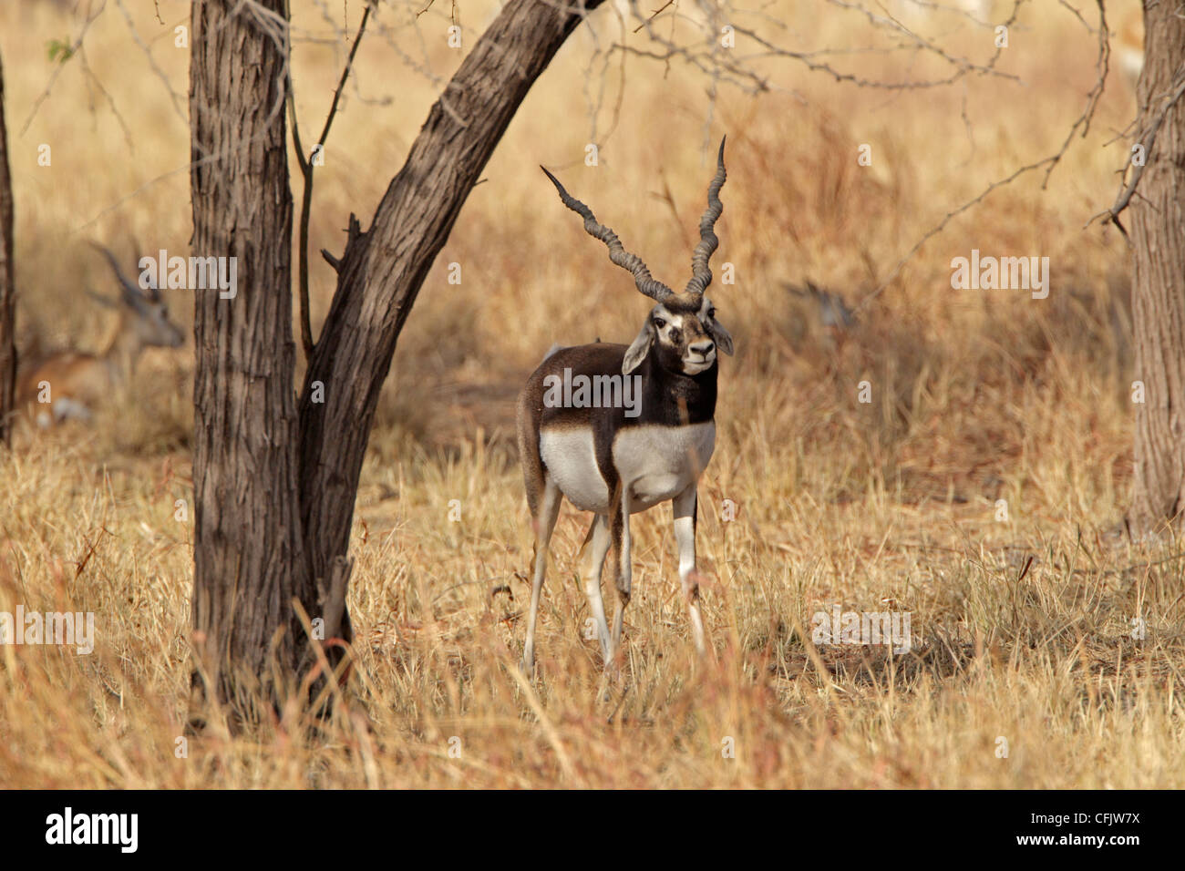 Blackbuck hi-res stock photography and images - Alamy