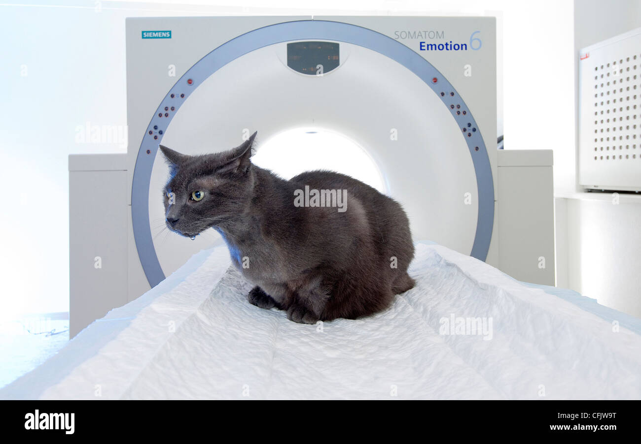 Cat scan cancer hi-res stock photography and images - Alamy