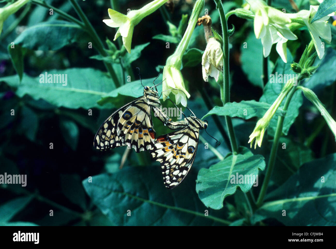 Mating Swallowtail Butterfly High Resolution Stock Photography and ...