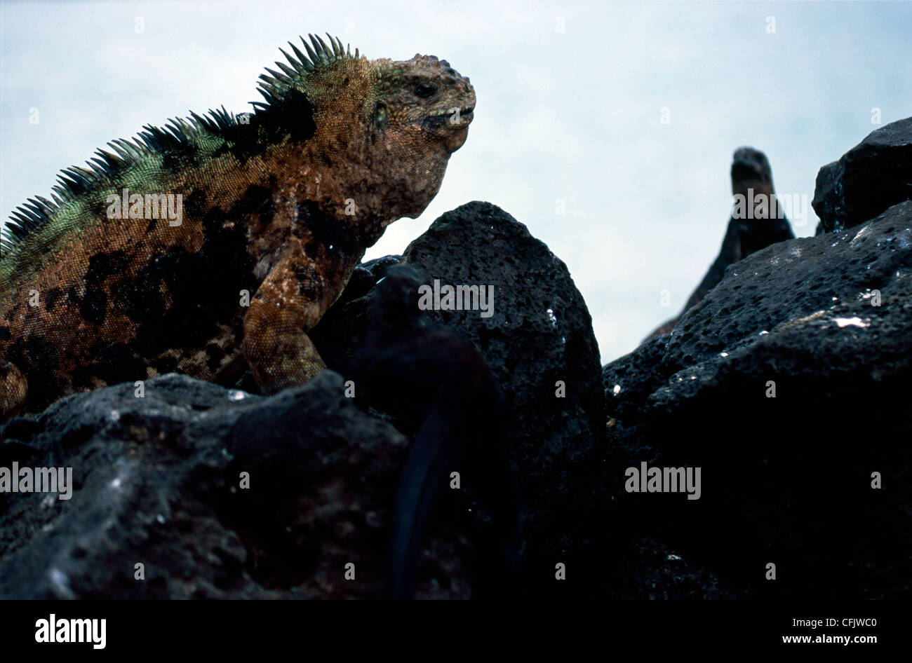 Marine Iguanas, Lizard Stock Photo - Alamy