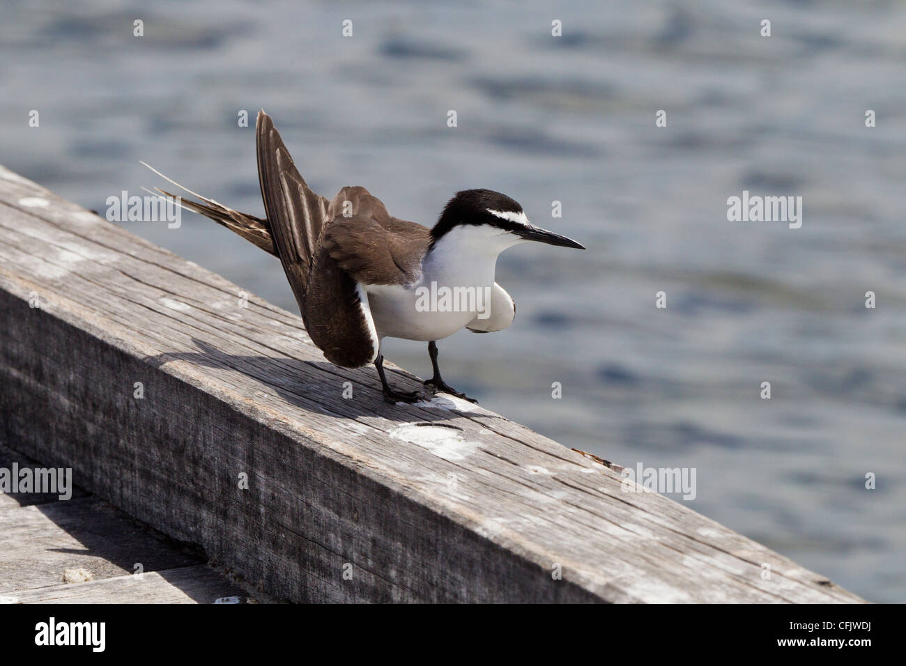 Bridled Tern. Sterna anaethetus Stock Photo - Alamy
