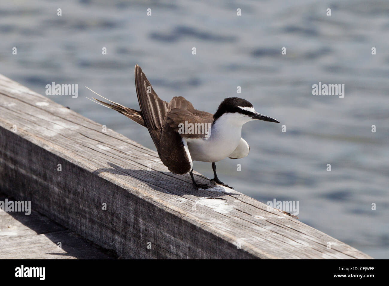 Bridled Tern. Sterna anaethetus Stock Photo - Alamy