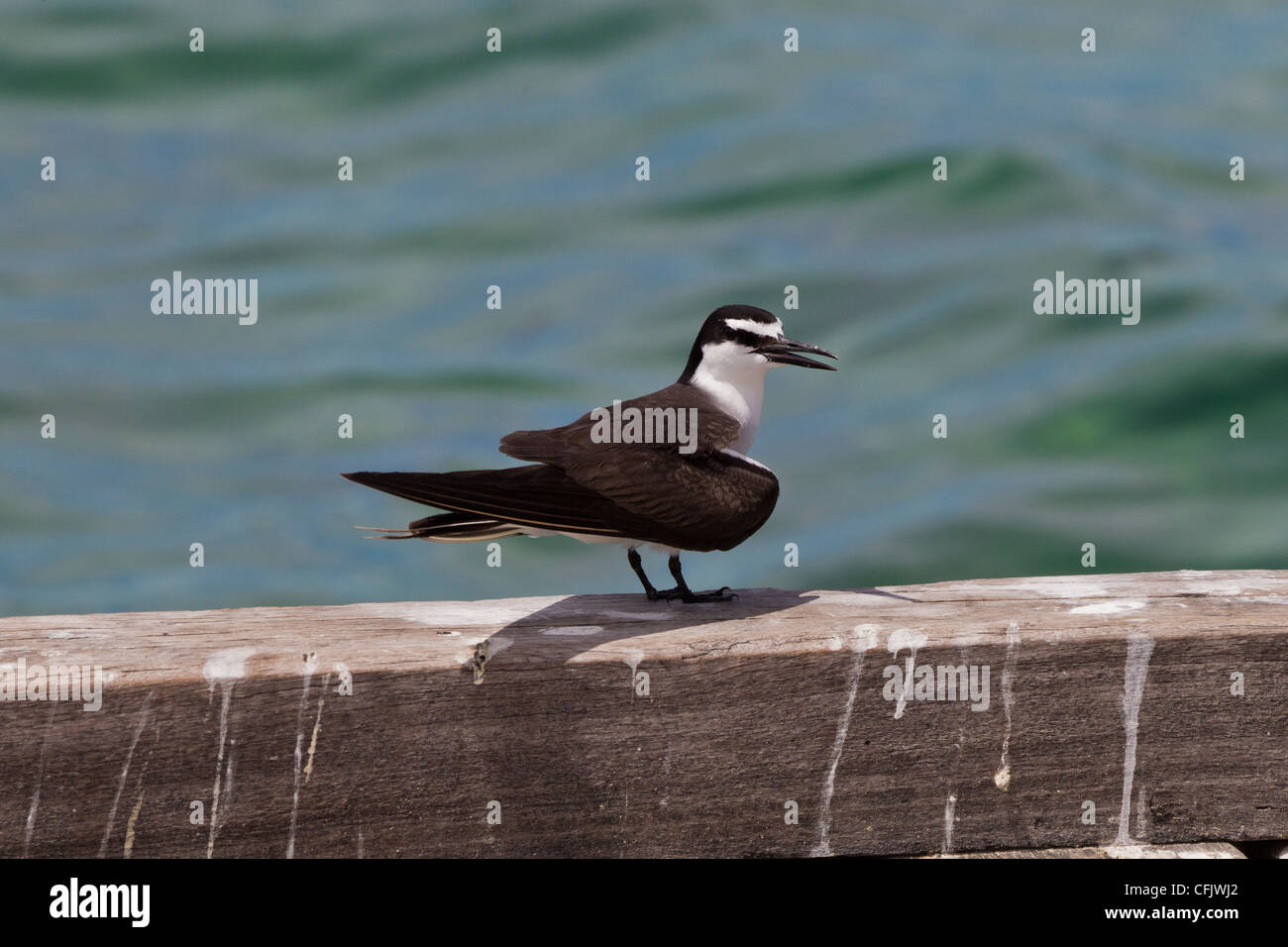 Bridled Tern. Sterna anaethetus Stock Photo - Alamy