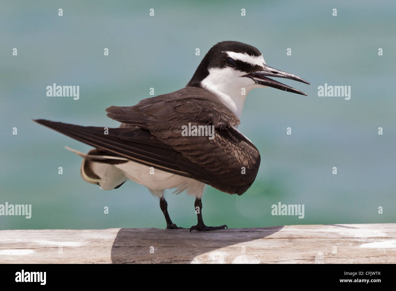 Bridled Tern. Sterna anaethetus Stock Photo - Alamy