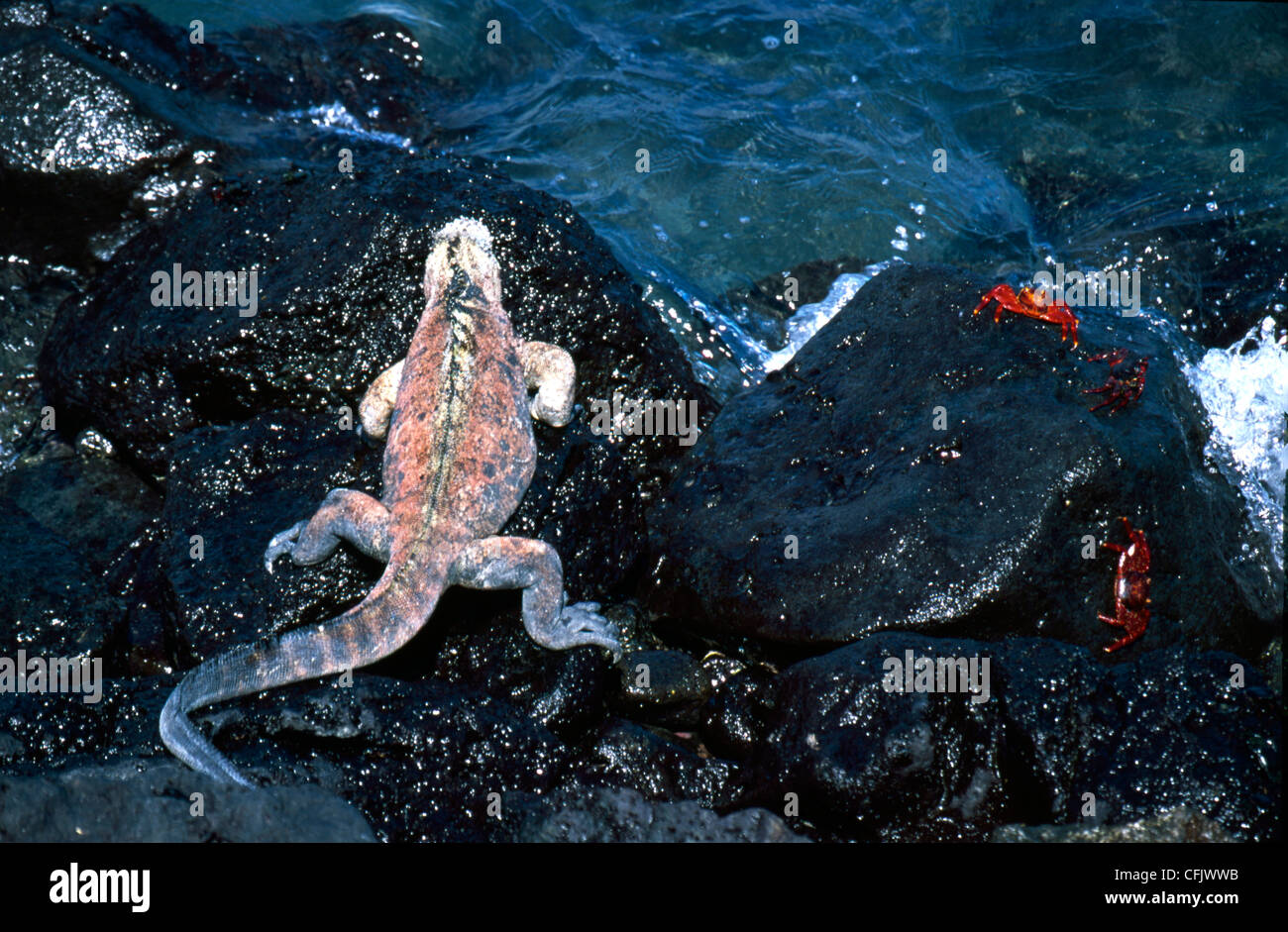 Marine Iguanas, Lizard Stock Photo - Alamy
