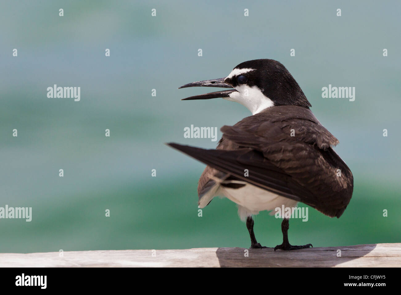 Bridled Tern. Sterna anaethetus Stock Photo - Alamy