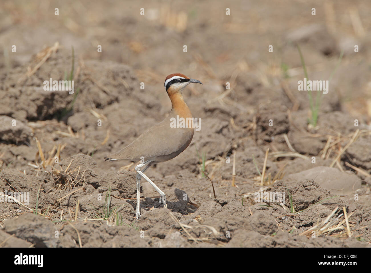 Coromandelicu hi-res stock photography and images - Alamy