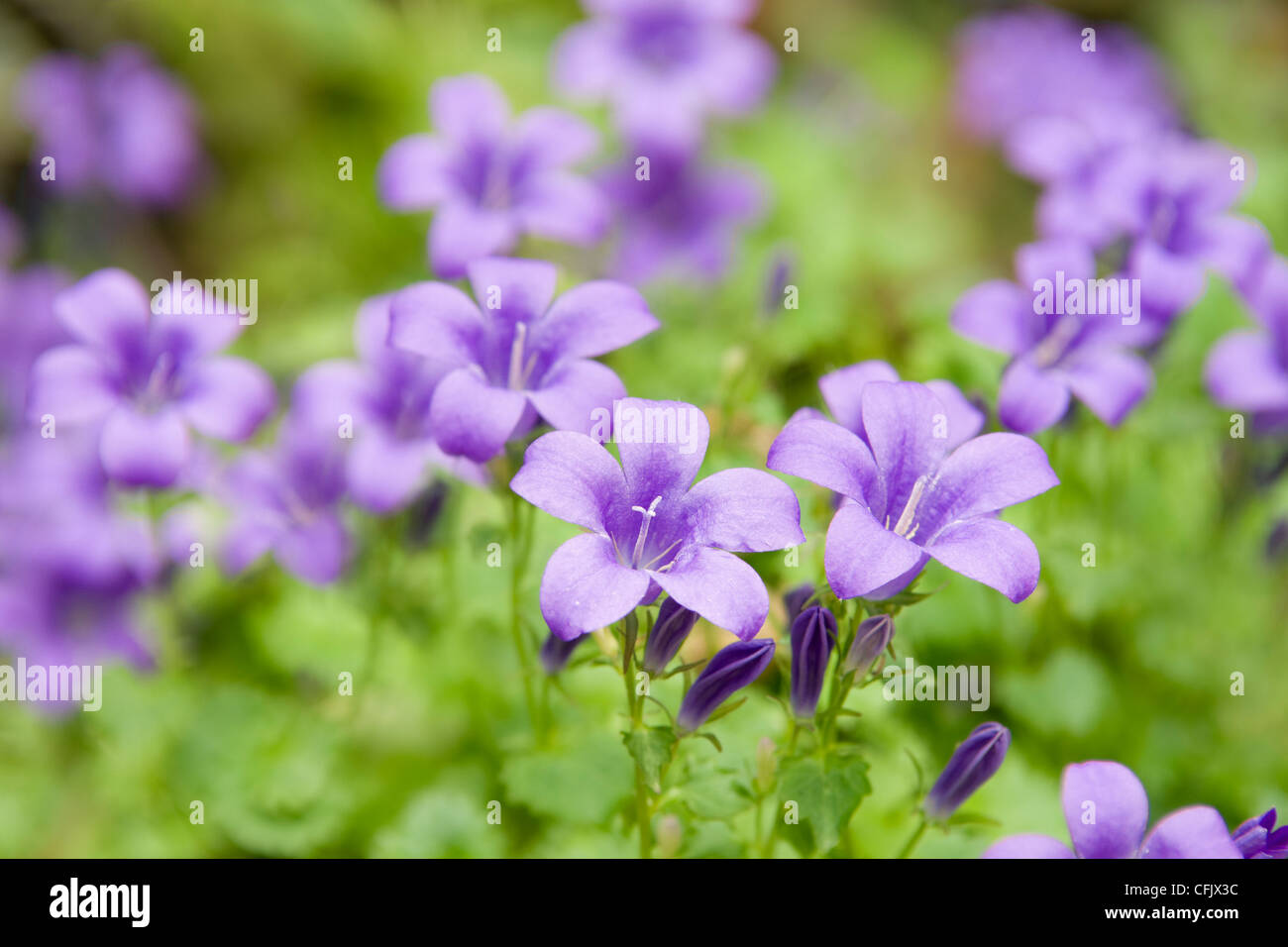 Campanula flowers or common name of bellflower growing outdoors taken ...