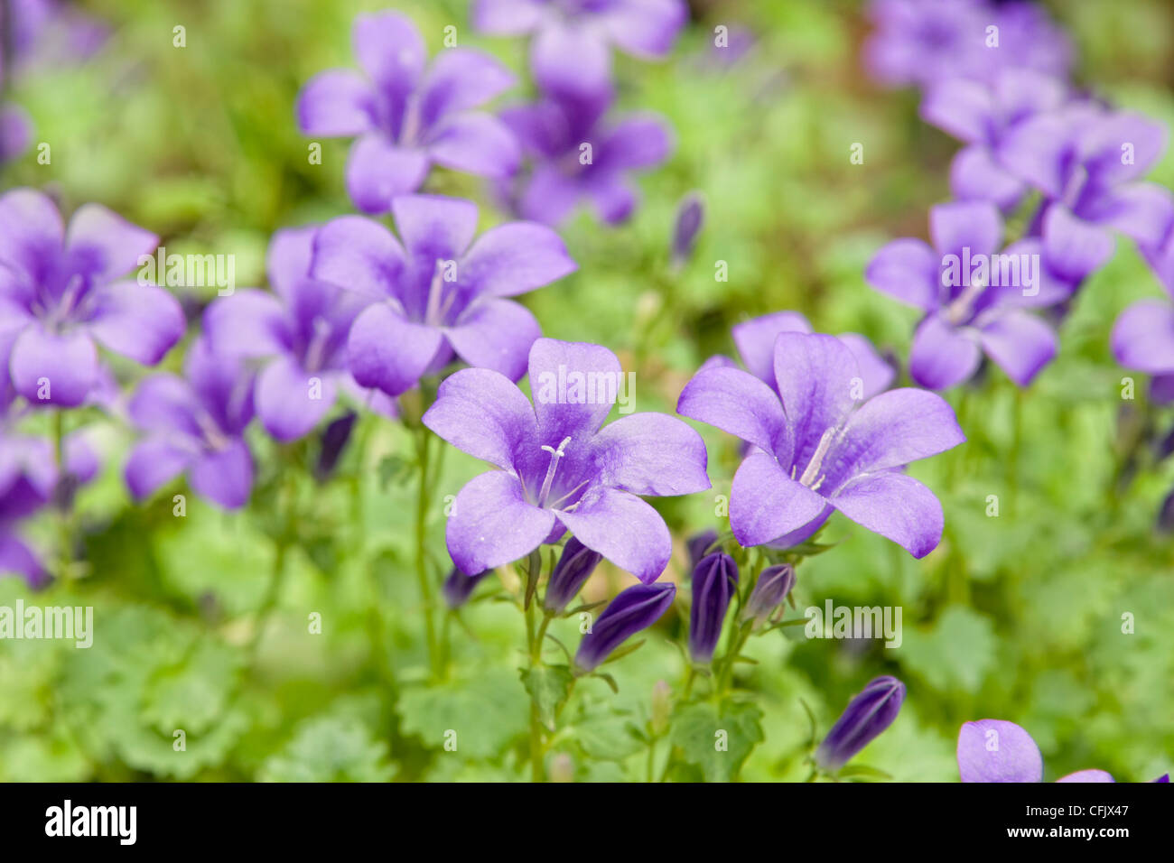 Campanula flowers or common name of bellflower growing outdoors taken ...